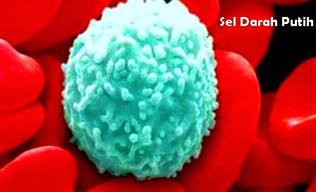 Pengertian, Fungsi, Jenis, dan Ciri-Ciri Sel Darah Putih (Leukosit ...