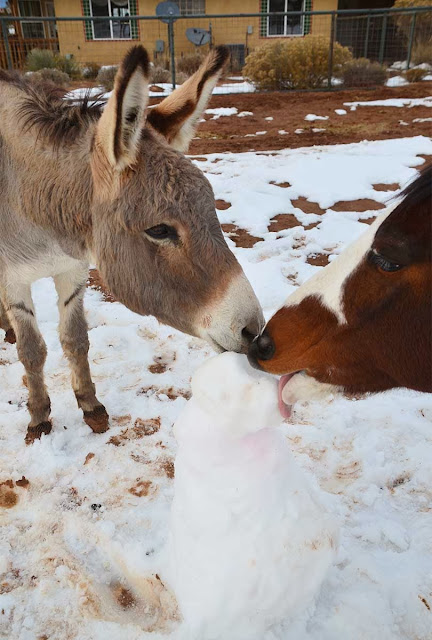 The 7MSN Ranch: The snowman gets a frosty reception