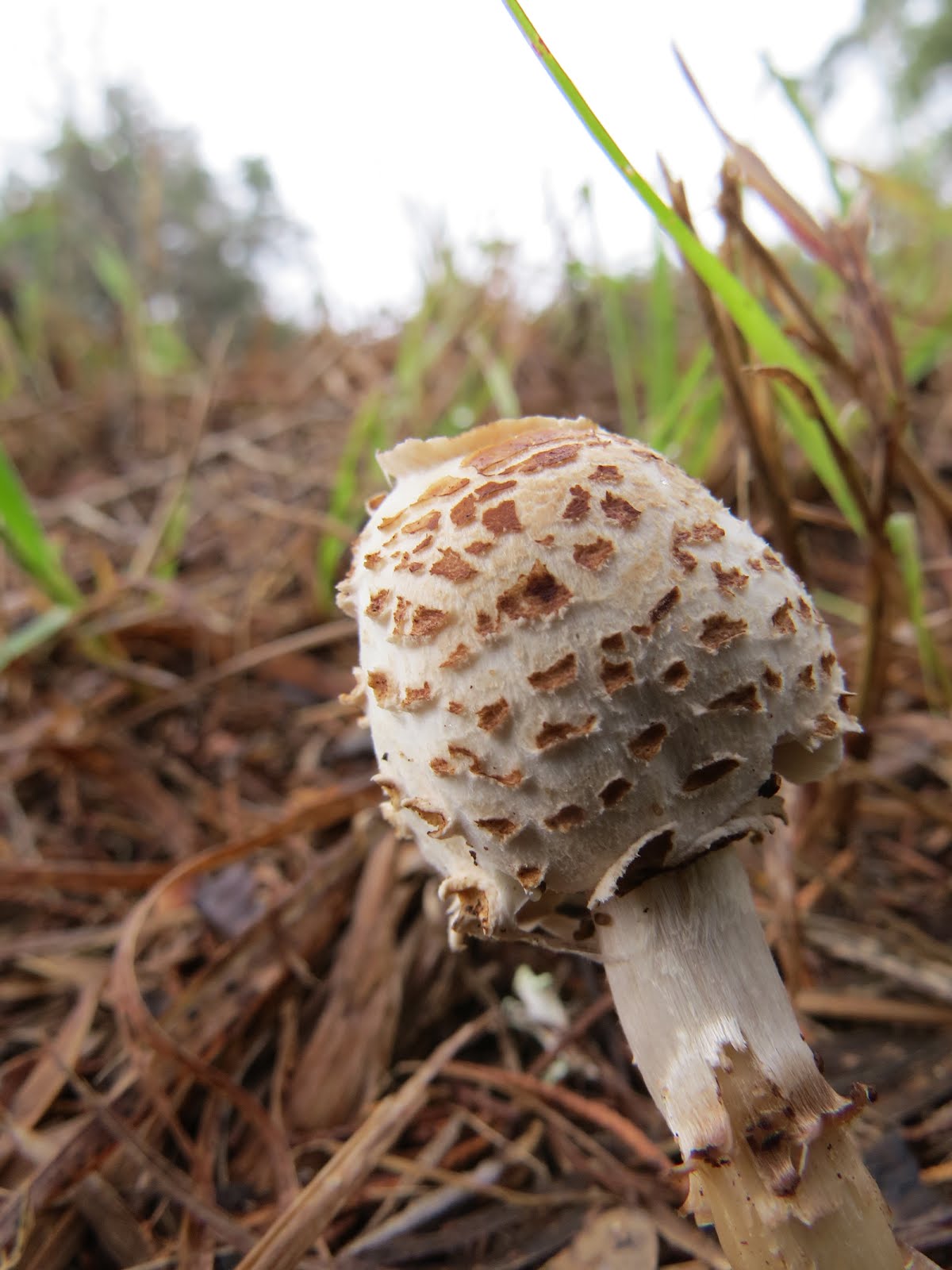 Travels of a Rambling Van: As Dad Used to Say, There's a Fungus Amungus!