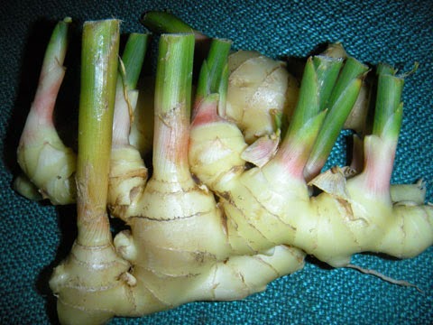 HALIA - INFO KESIHATAN