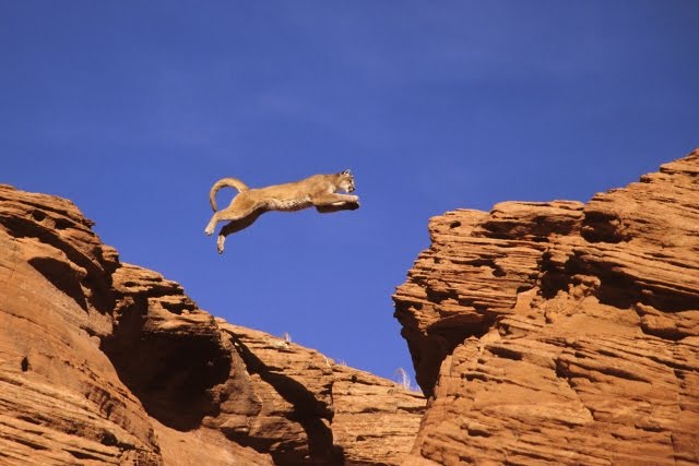 Animals of Montana: Photographing Wildlife in Moab, Utah