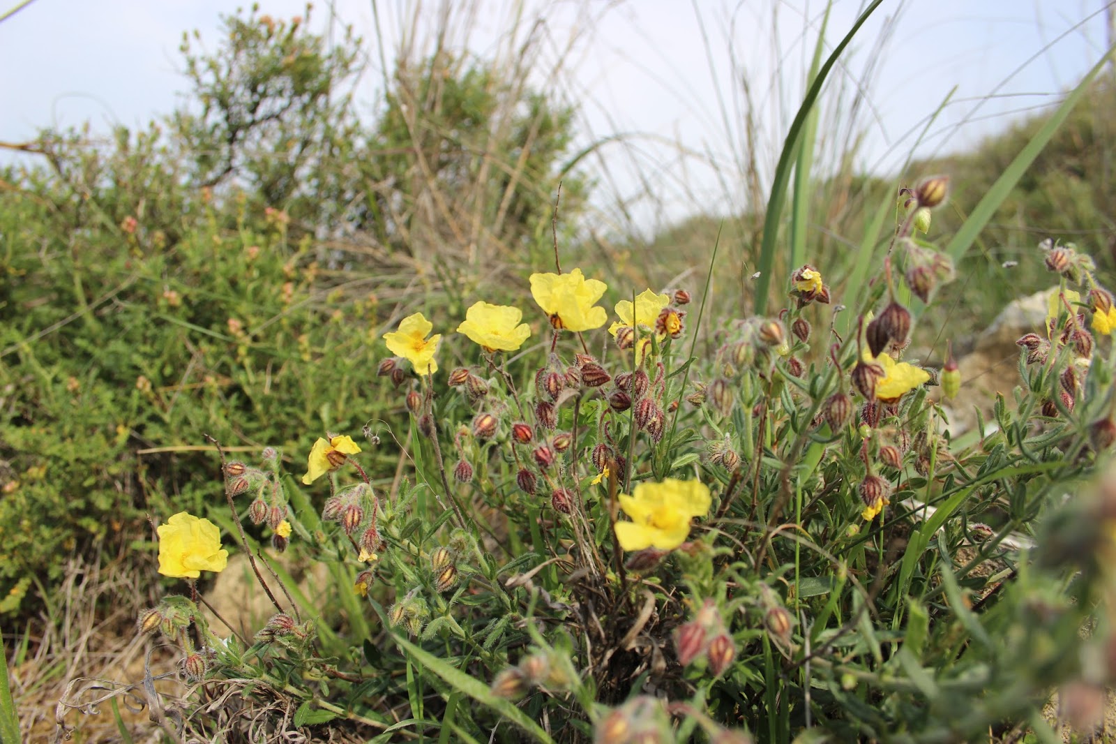 Biodiversity of Cyprus by NGO Protection of the Natural Heritage and ...