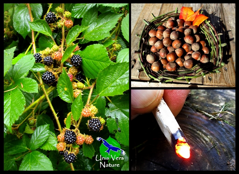 Unis Vers Nature: La ronce, plante aux vertus cachées