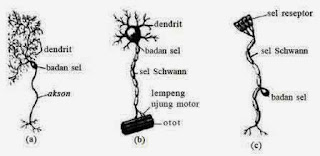 ARTIKEL IPA: Sistem Saraf Manusia - Artikel Biologi