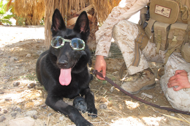 PSICOLMASCOT: Perros Soldado Héroes, Nuevo Libro