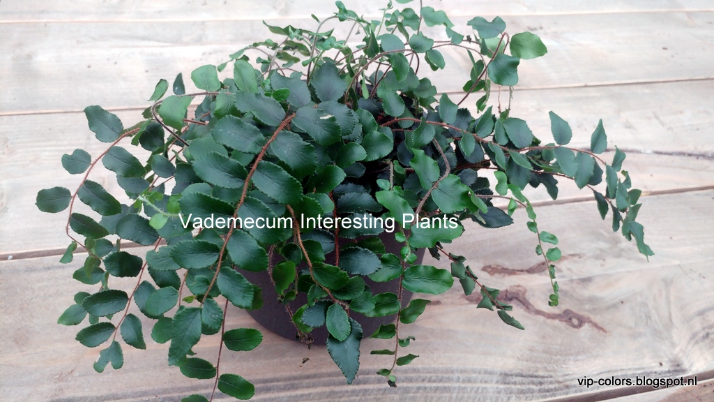 Vademecum Interesting Plants: Pellaea rotundifolia - (Ciemnotka ...