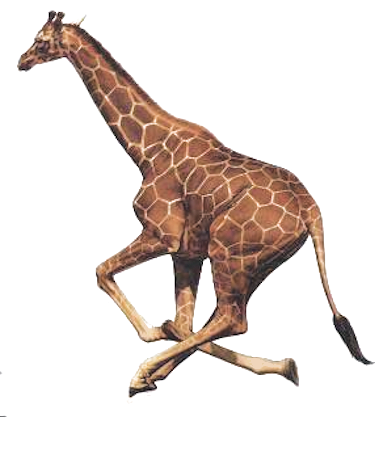 grafika-gify-kartki: . Zwierzęta: Żyrafa - Giraffe.png,gif