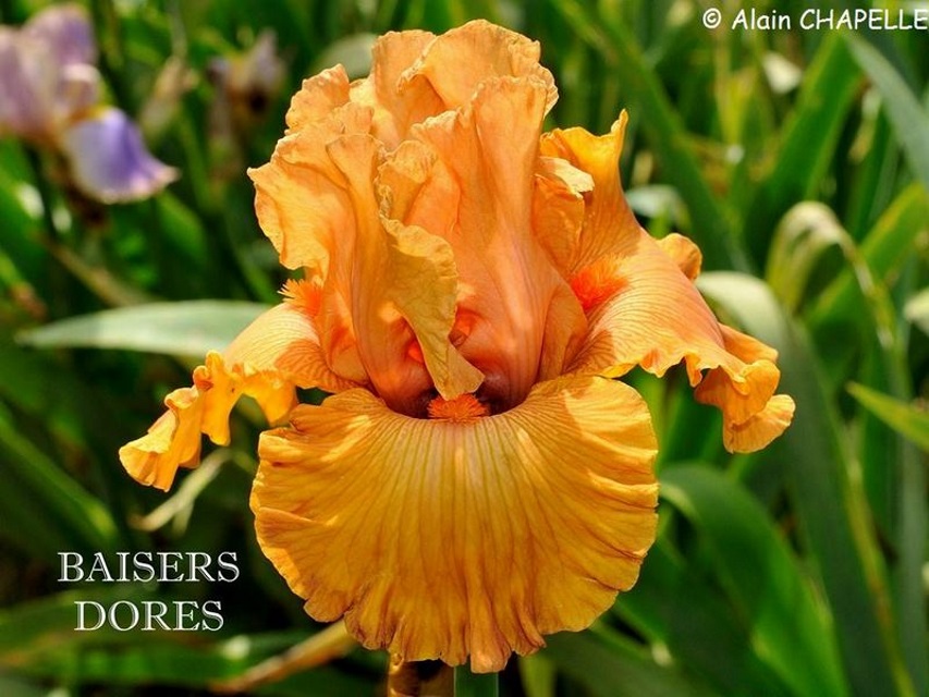 World of Irises: French Irises and Their Hybridizers