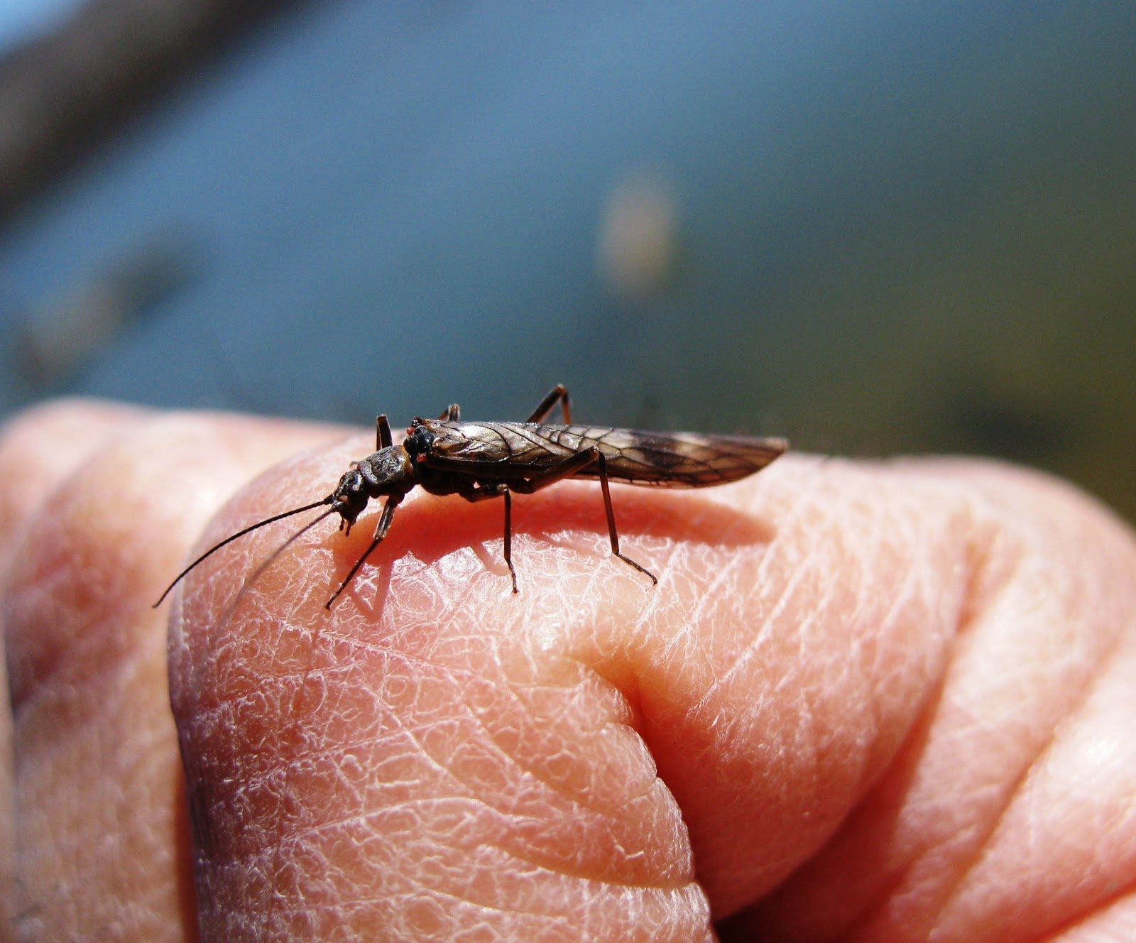 Capital Naturalist by Alonso Abugattas: Winter Stoneflies