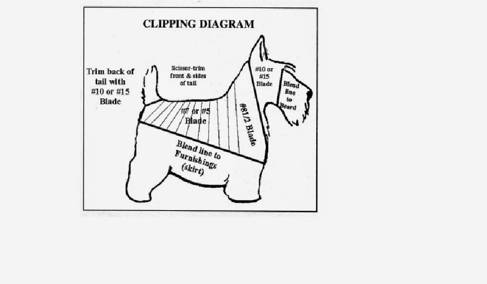 Vivendo com Scottish Terriers: A Tosa do Scottish Terrier