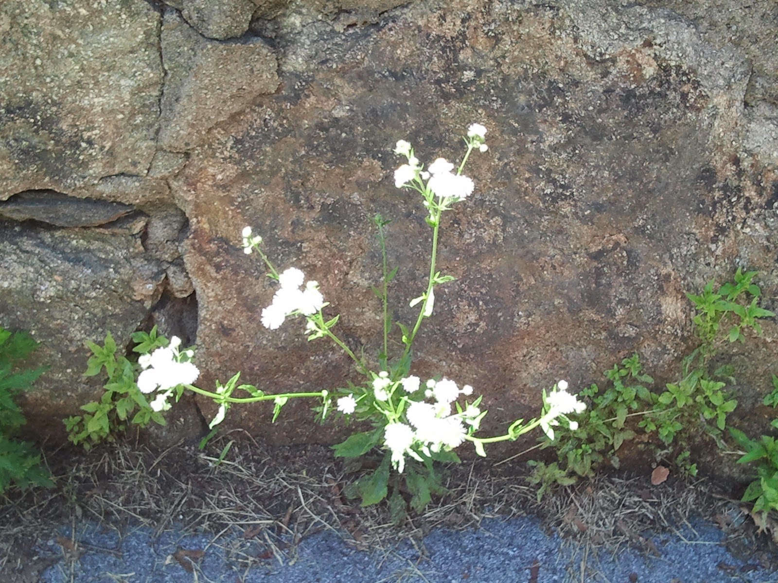 My Walking Pictures: Inspiration Point Shelter