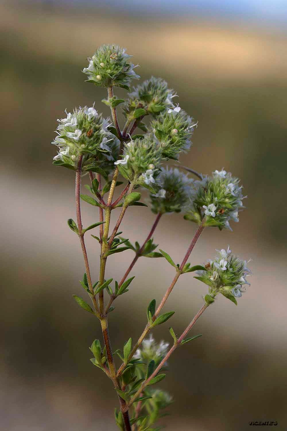 Las flores silvestres de Hormaza: Thymus zygis