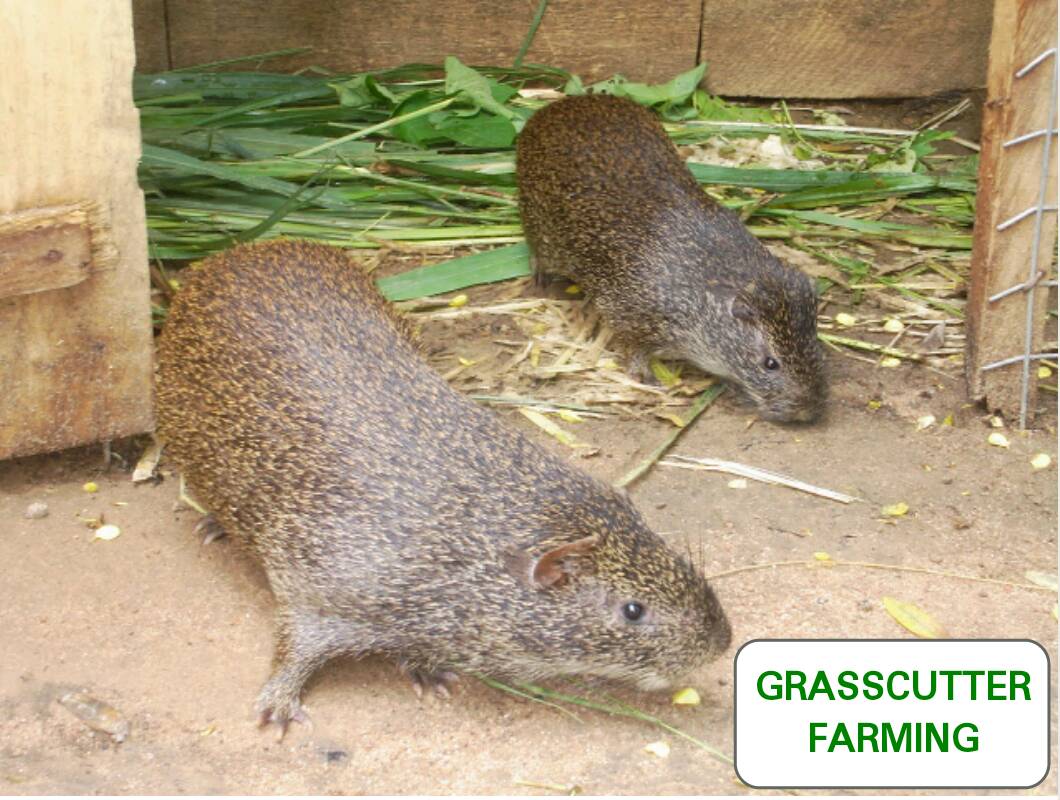 Agro-Eco Solutions : Grasscutter Farming: Conclusion part (part 2)