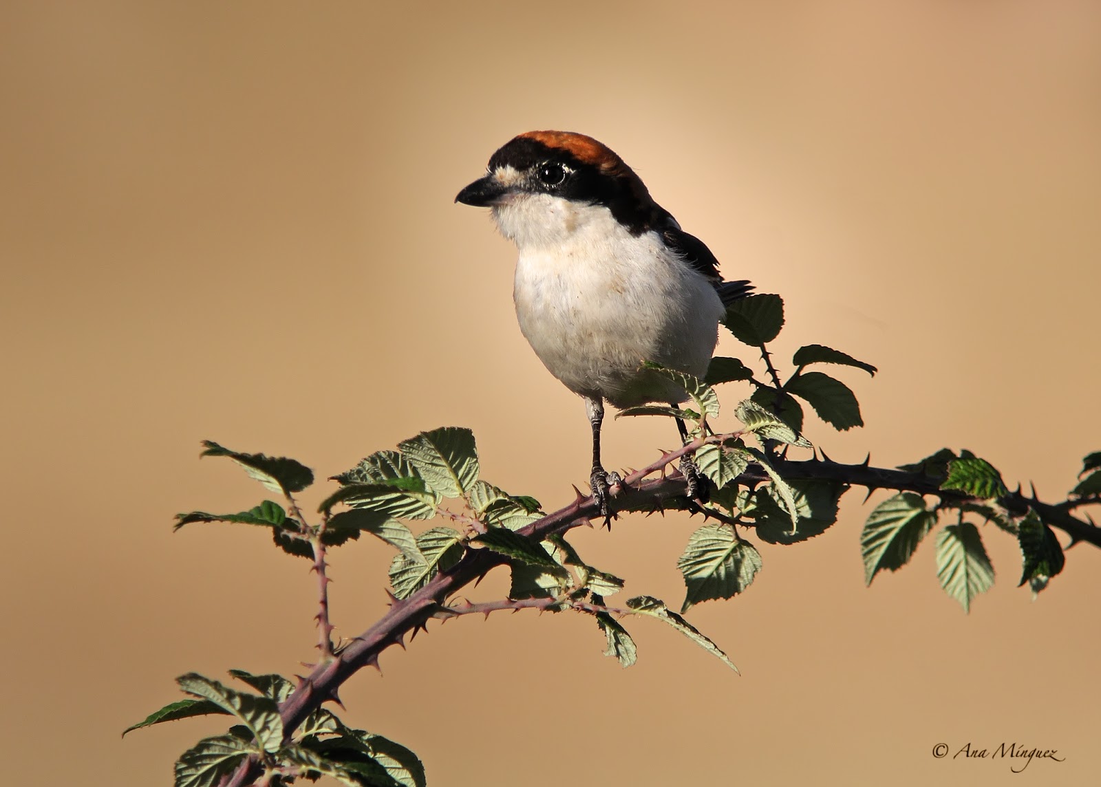 NATURANAFOTOS: Alcaudón común..