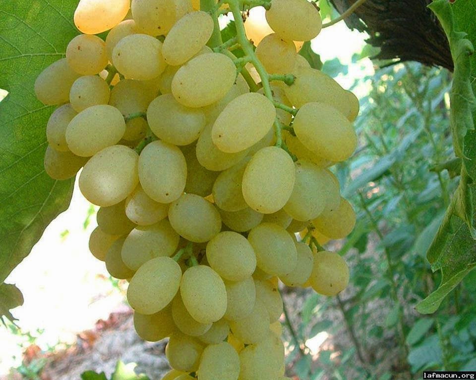 Fresh Grapes | Gardening Things