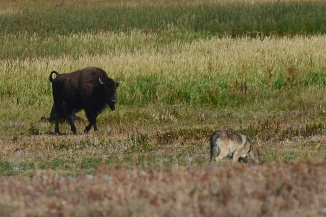 Dipper Ranch: One Wolf in a Bison Herd - Yellowstone Reflections