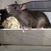 Best Farm Rodent Treatment Practice | My Pest News