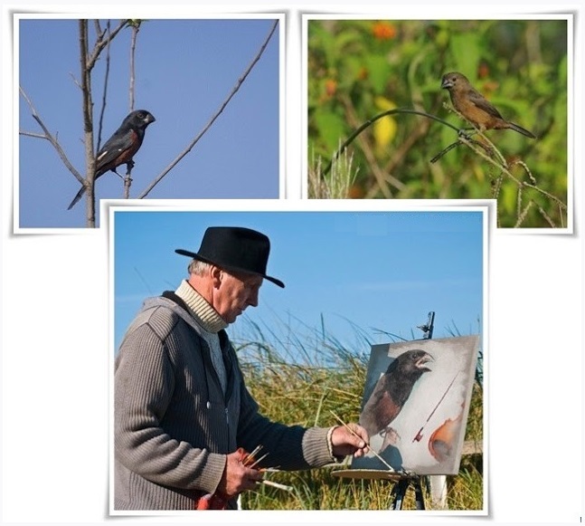 CURIOZEIROS: Curió - Pássaro canoro amigo do homem! Sua história e sua ...