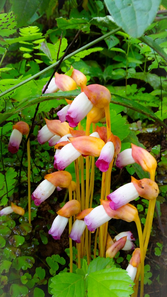 Sahyadri Flowers and Flora: गुलाबदाणी - Forest Ghost Flower,