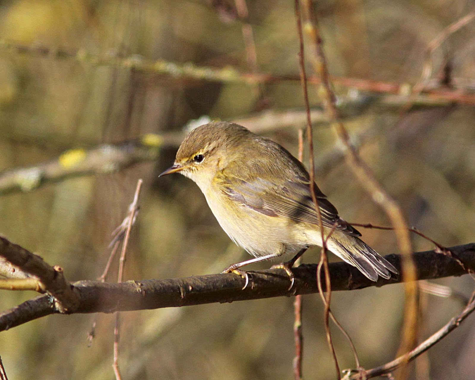 Northamptonshire Birding: Chiffchaffs