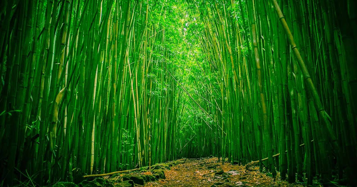 Never say enough to learn: *Filosofi Pohon Bambu*