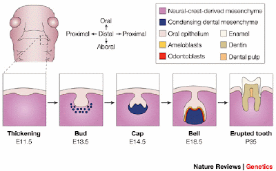 Odontogénesis, estadíos y fases