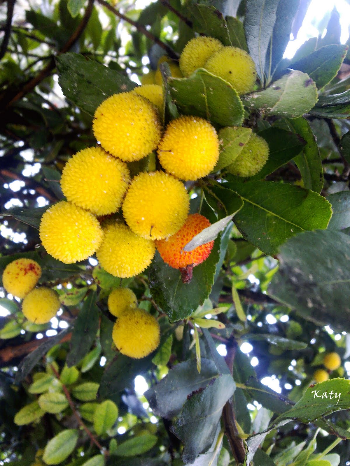 Tocando otros palillos: El madroño