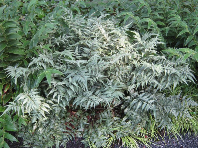 Future Plants by Randy Stewart: Fern - Athyrium ( Painted & Lady Ferns )