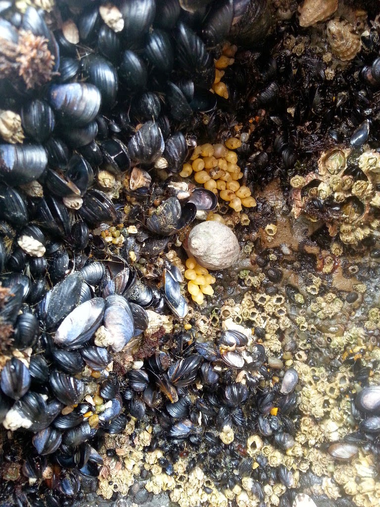 Rediscovering Evolution: Research Interests