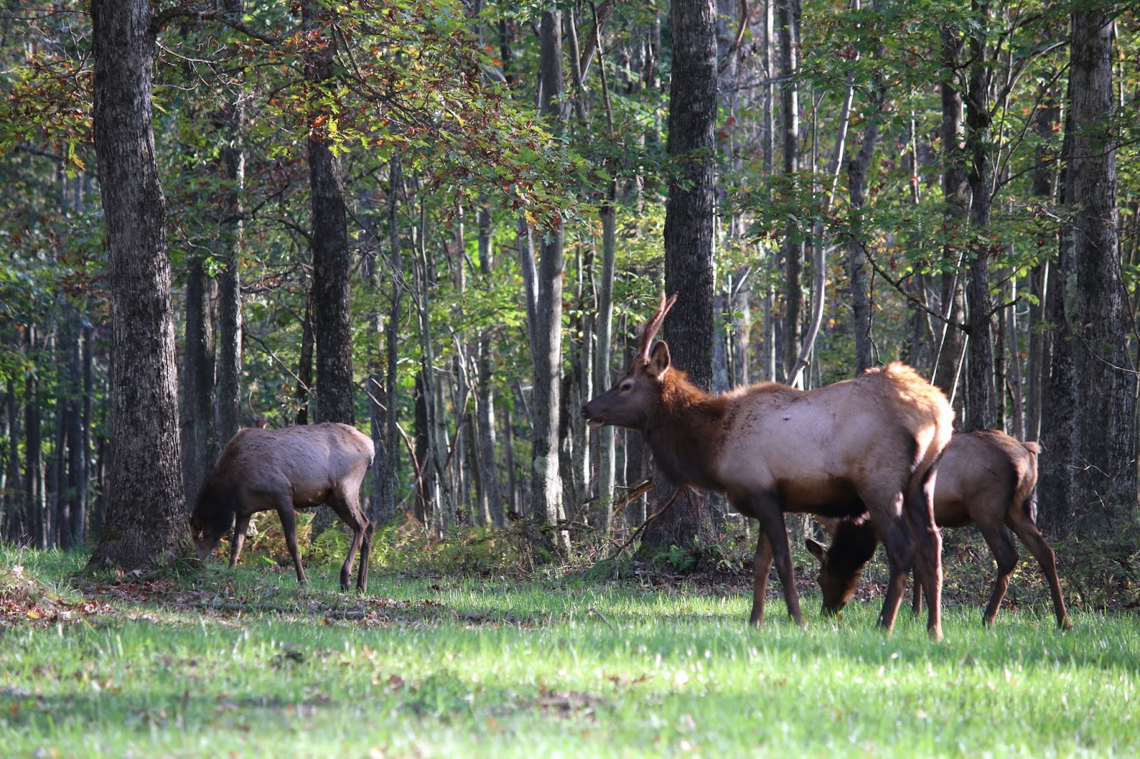More Autumn Elk Watching in Pennsylvania | Interesting Pennsylvania and ...