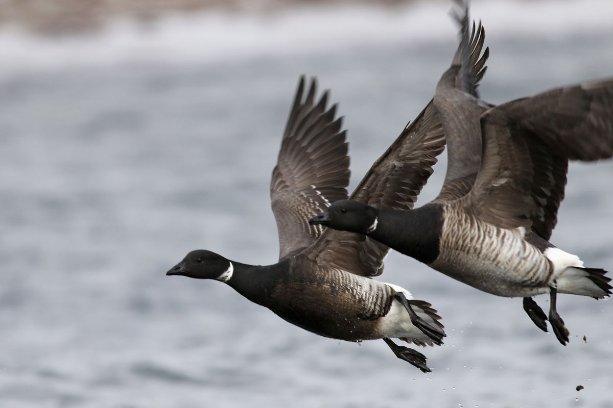 "BLACK" BRANT - Groton, CT - 5 Feb 2017