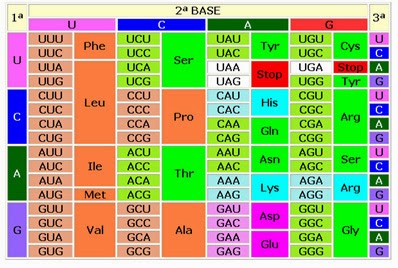 El código genético; la traducción y síntesis de proteínas. | Gori-Gori
