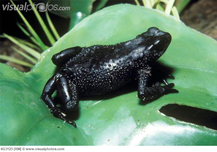 Laberinto en extinción: Sapo negro de los Andes (Atelopus ignescens)