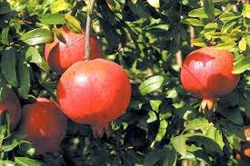 Herbal plants of Sri Lanka: Delum(Pomegranate )