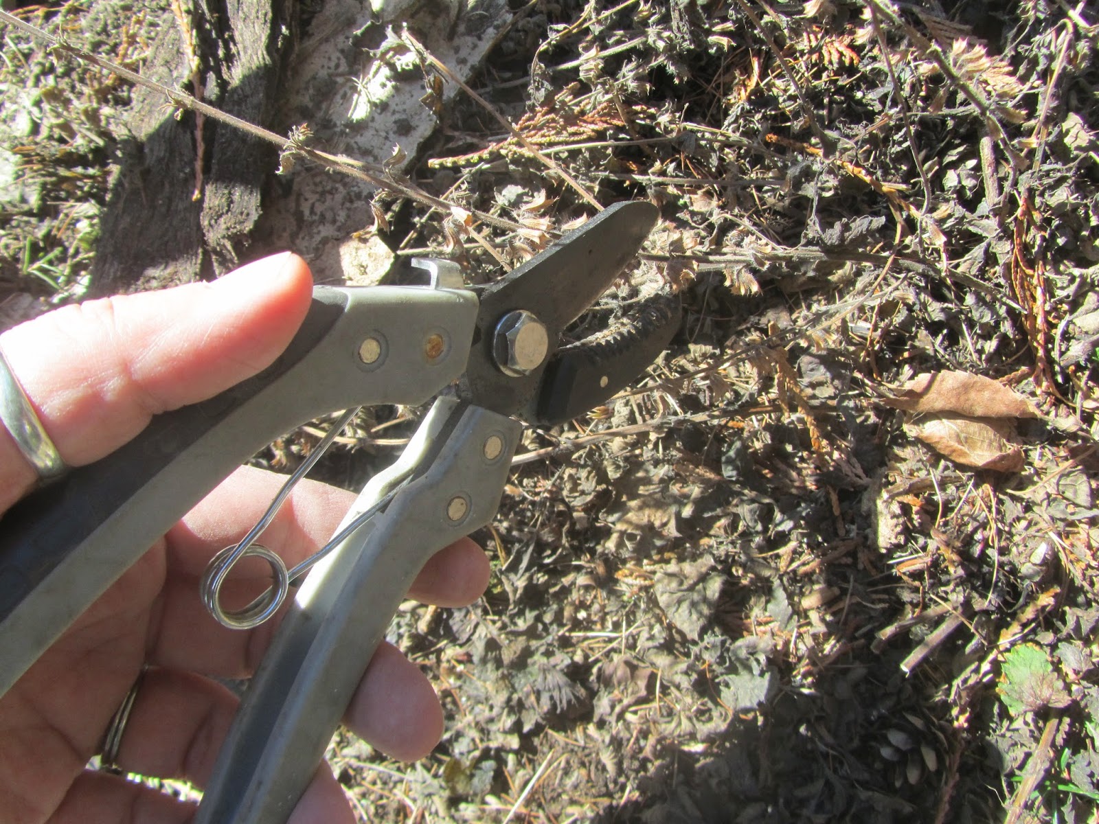 Jen & the Bean stalk: Yard work & Gopher woes... already!