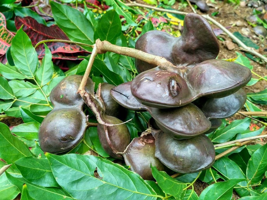 Bahaya Rupanya Makan Jering, Boleh Akibat Kegagalan Buah Pinggang