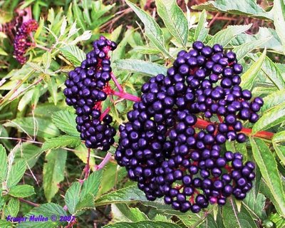 PERU NUTRACEUTICO: Sauco