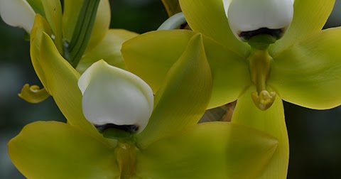 The Orchid Column: Cycnoches warscewiczii, the Swan