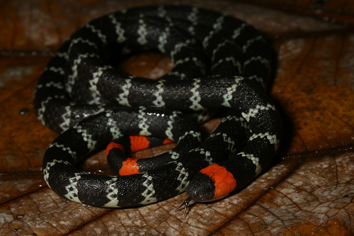 Ofidico: Micrurus Mipartitus