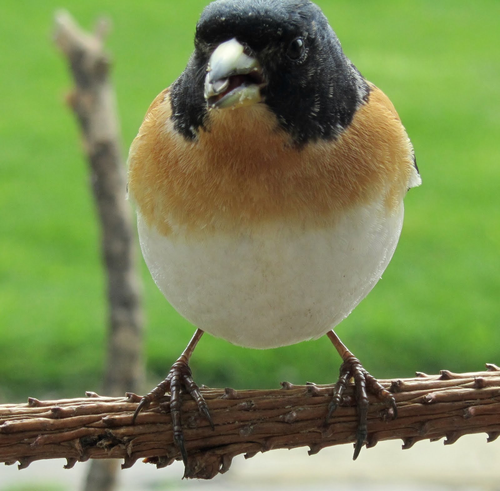 Fair Isle: Black Headed Brambling - adult male in full breeding Summer ...