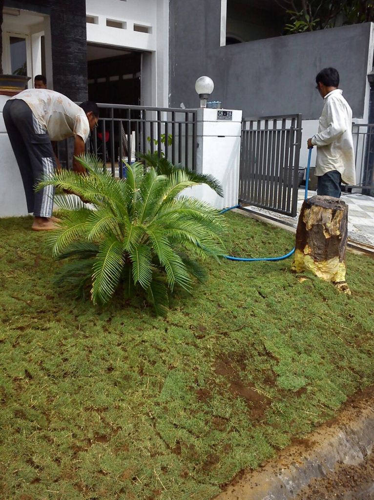 Penanaman rumput golf di perumahan puri surya jaya cluster taman nagoya ...