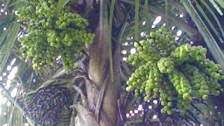 Bicara Mentari: Khasiat isi buah kabung