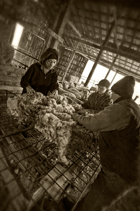 Dan Routh Photography: Shearing Week 2012 at Rising Meadow