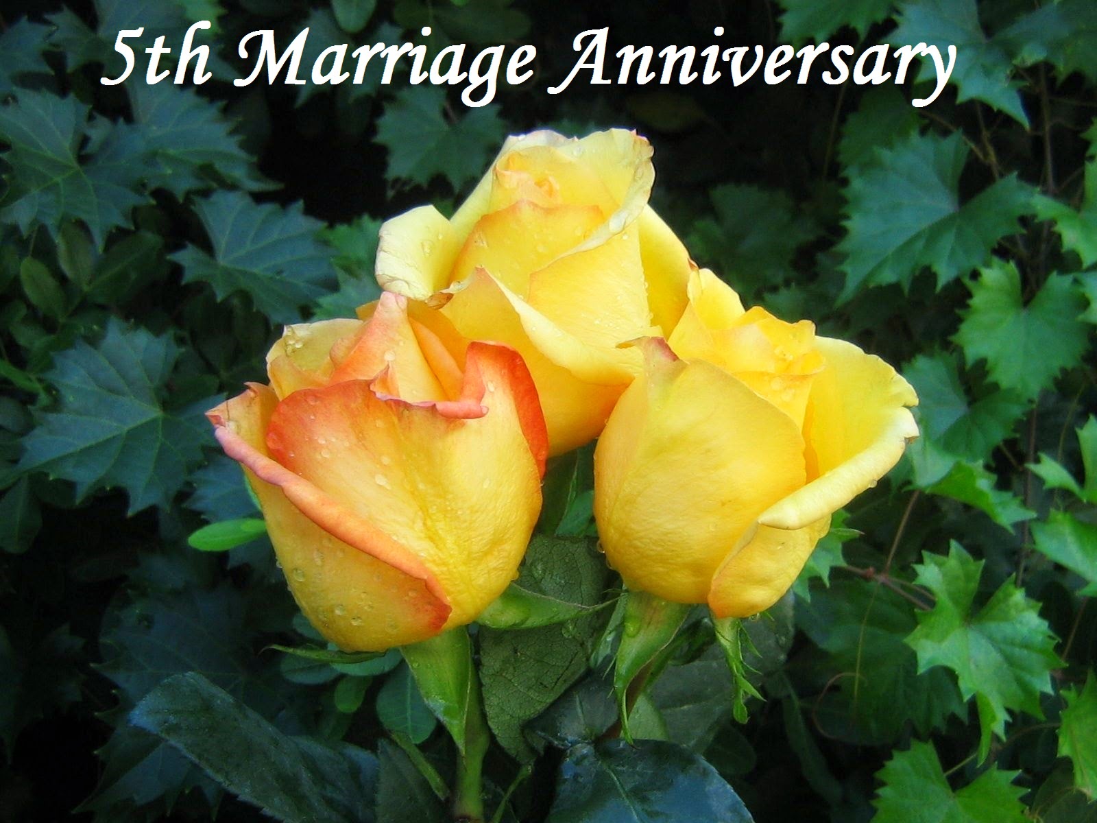 5th Marriage Anniversary HD Wishes Photo s Images Festival Chaska 5th Marriage Anniversary HD Wishes Photo s Images Festival Chaska