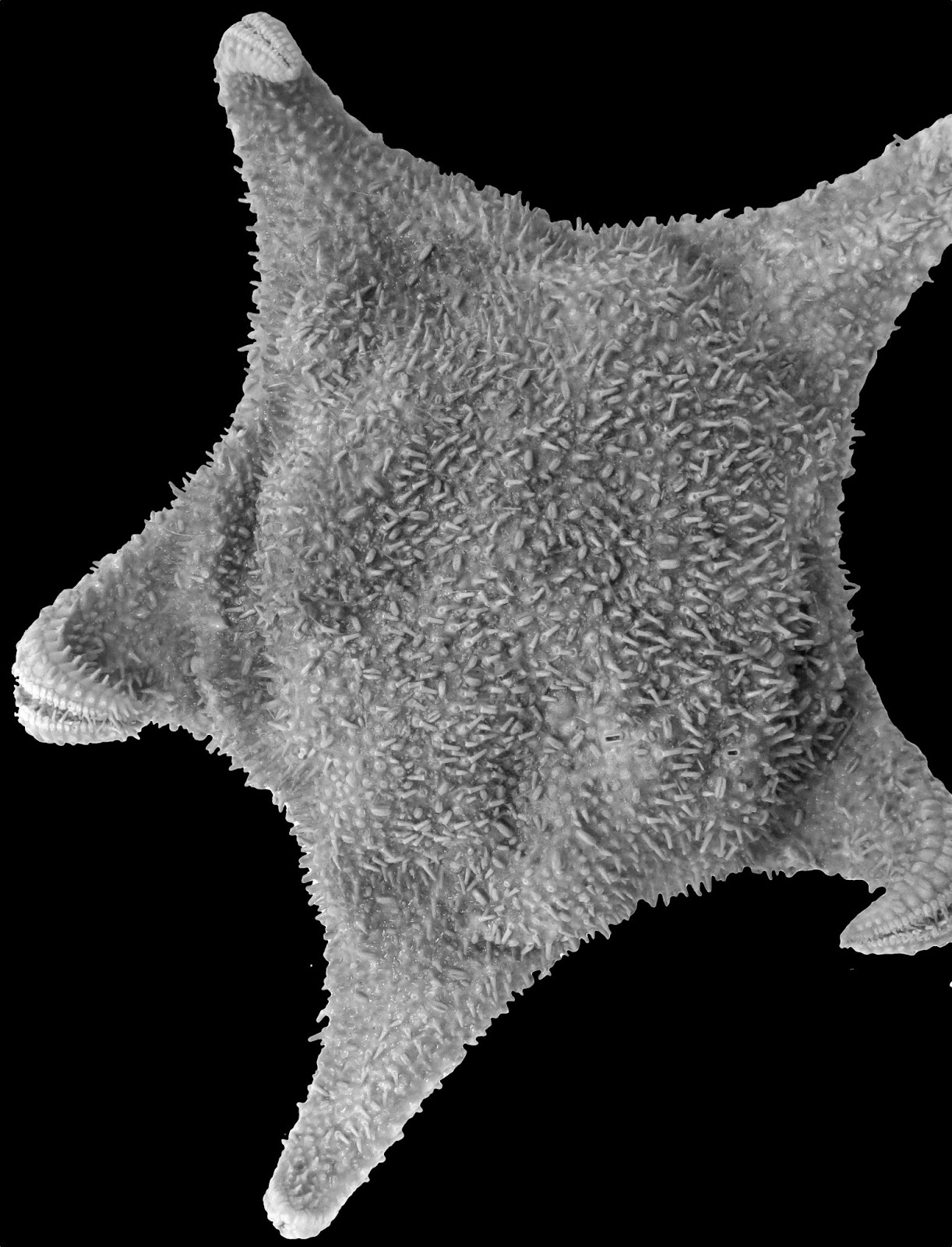 The Echinoblog: The Hippest Post you Know! New Hippasteria species!