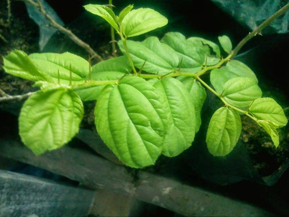 DAUN BIDARA DAN RUQYAH TANPA KESURUPAN: MENGENAL POHON BIDARA