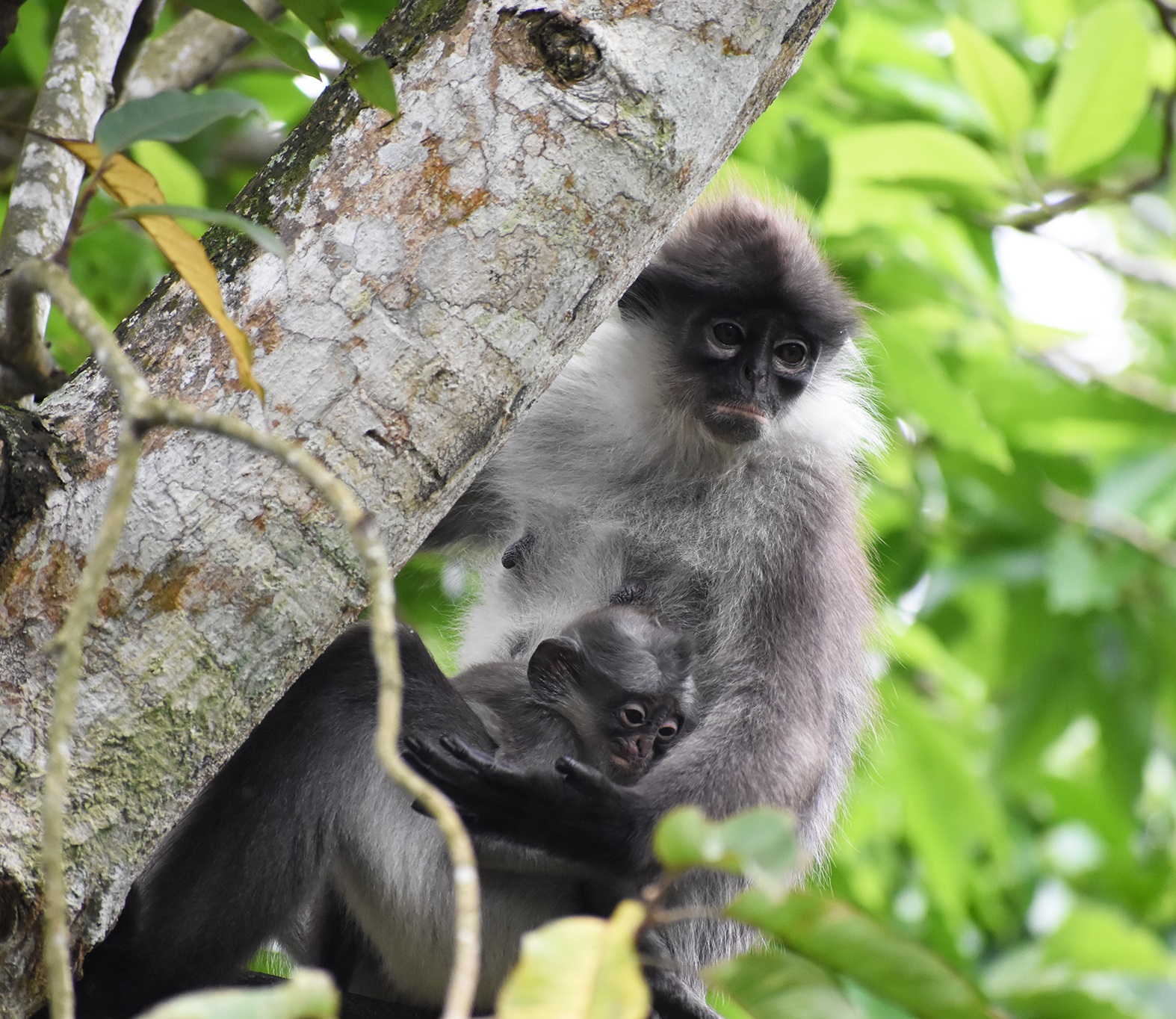 Species New to Science: [Mammalogy • 2020] Faecal DNA to the Rescue ...