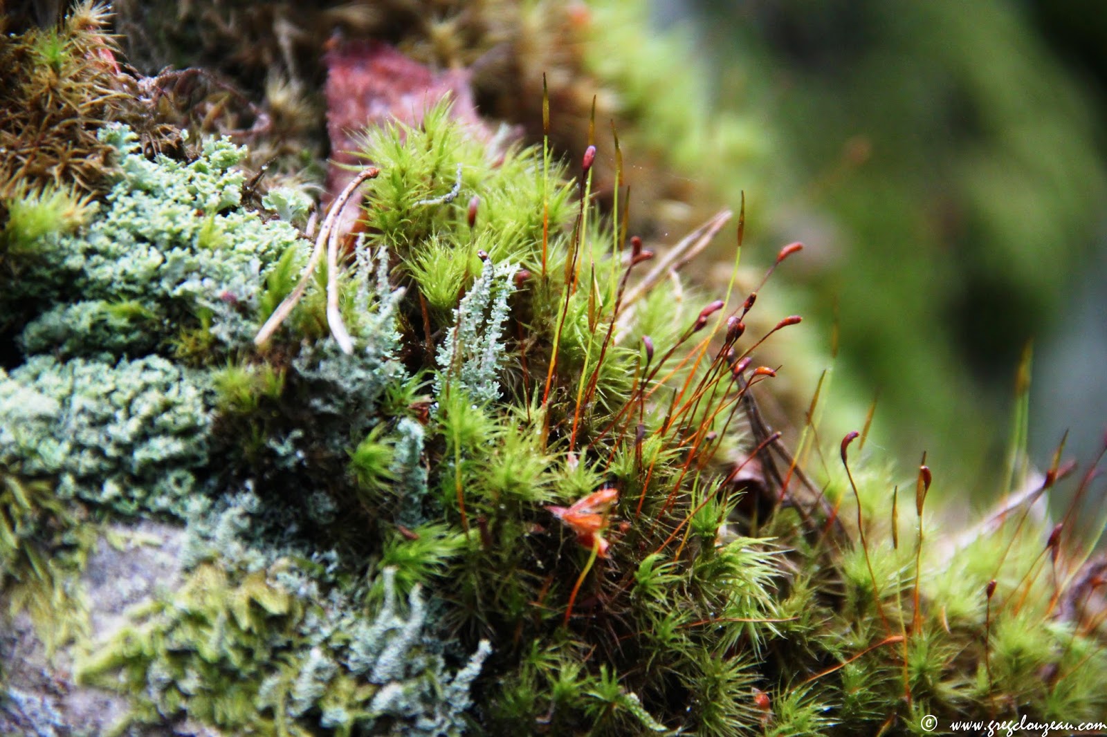 Mousses et lichens, le classement naturaliste de la Forêt des ...