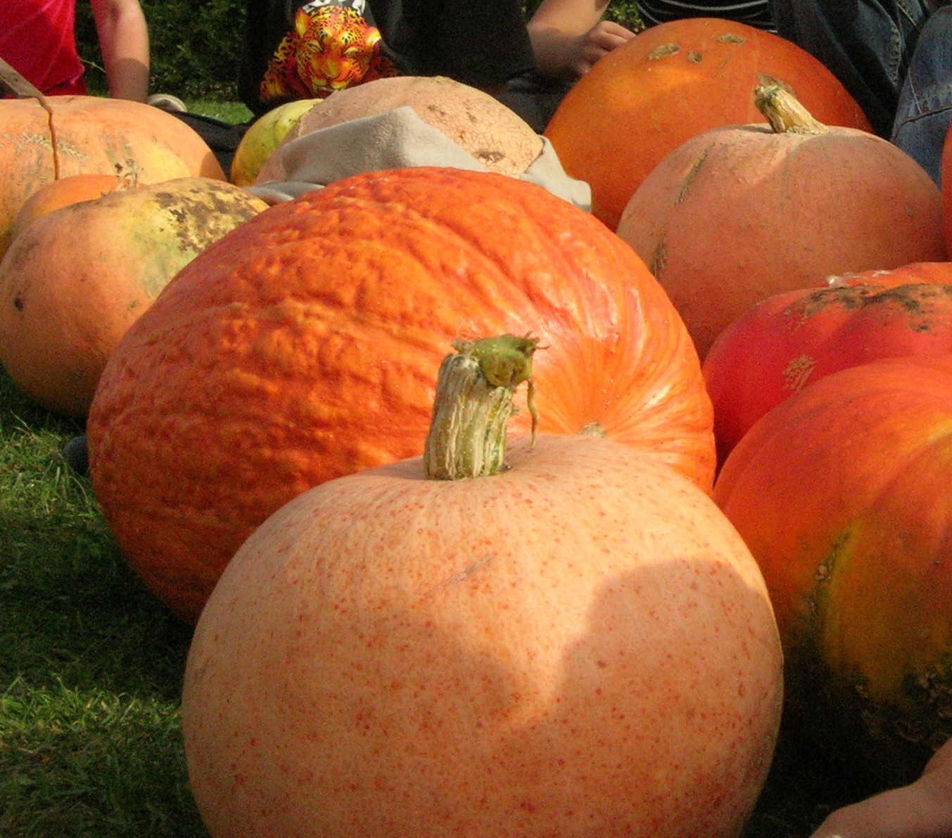 Utomhuspedagogik: Uteklassrum med pumpaodling
