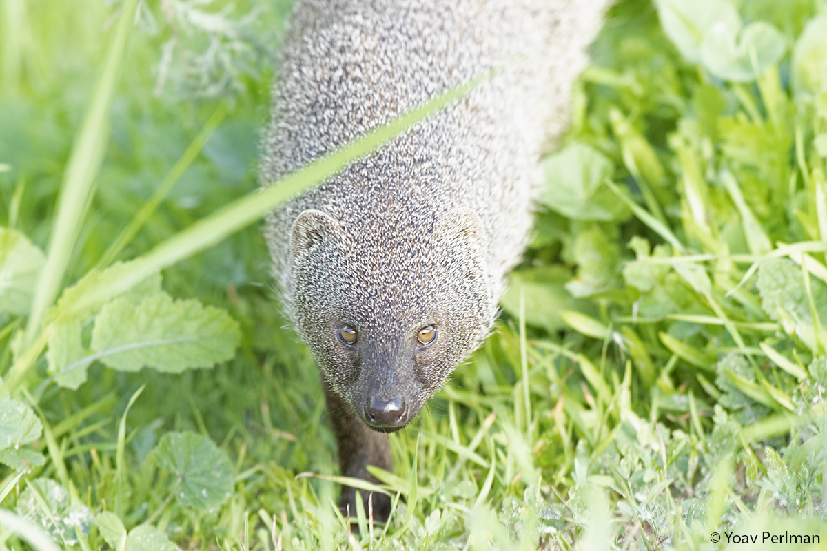 Birding with giants | Focusing on Wildlife